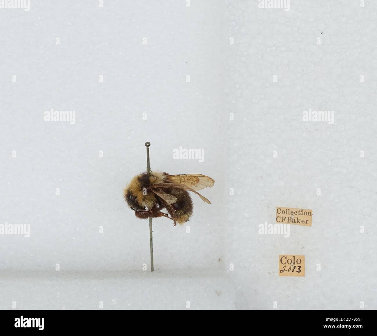 Colorado, United States, Bombus sp., Animalia, Arthropoda, Insecta ...