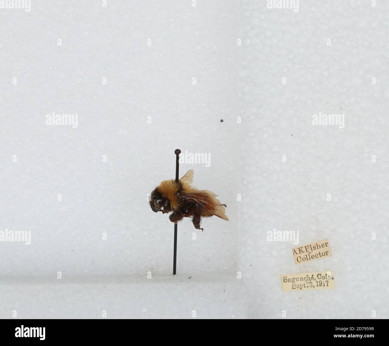 Saguache, Colorado, United States, Bombus sp., Animalia, Arthropoda ...