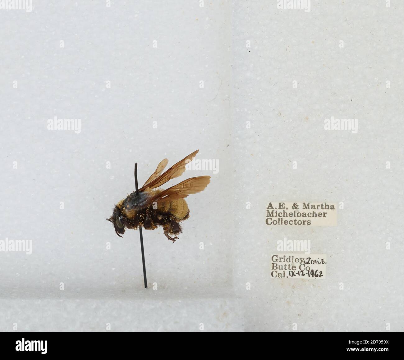 2 miles East of Gridley, Butte, California, United States, Bombus sp ...
