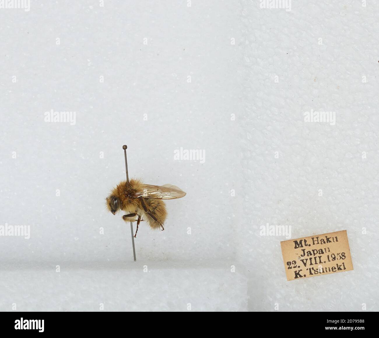 Mt Haku, Japan, Bombus sp., Animalia, Arthropoda, Insecta, Hymenoptera ...