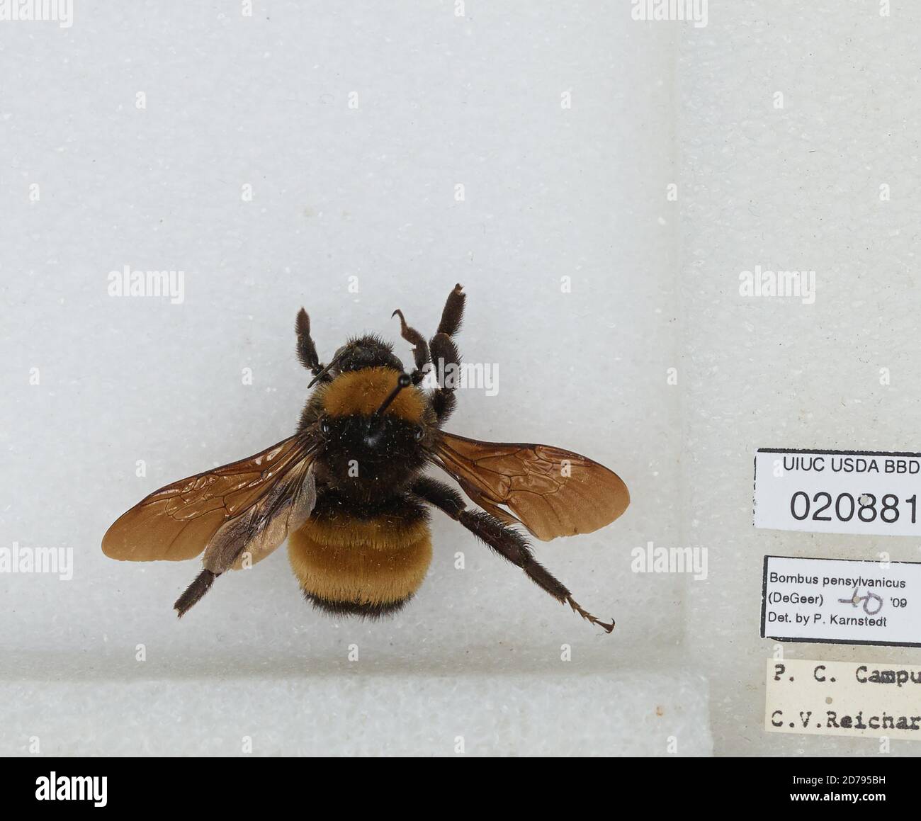 P. C. Campus, United States, Bombus sp., Animalia, Arthropoda, Insecta ...