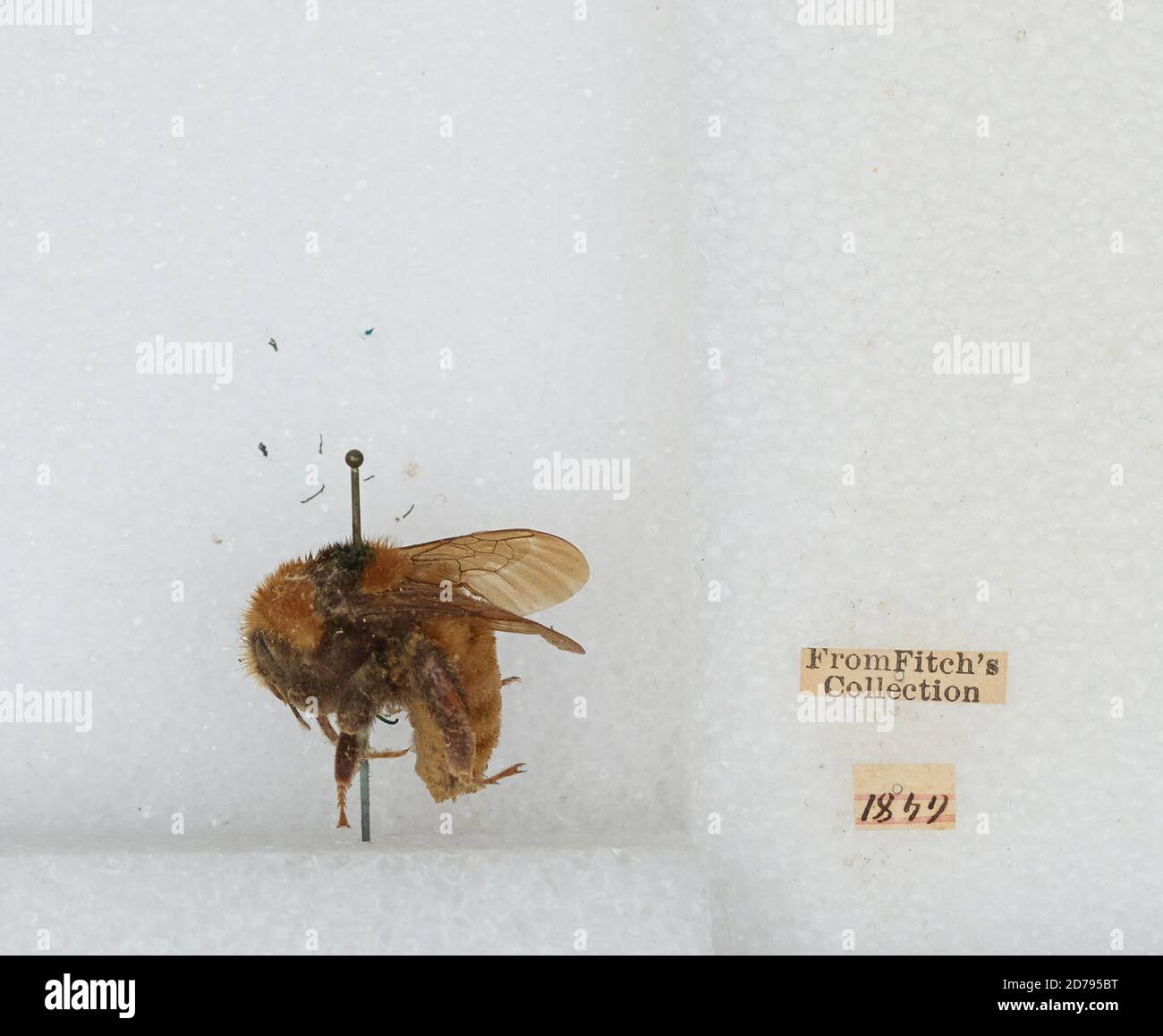 Bombus sp., Animalia, Arthropoda, Insecta, Hymenoptera, Apidae, Apinae ...