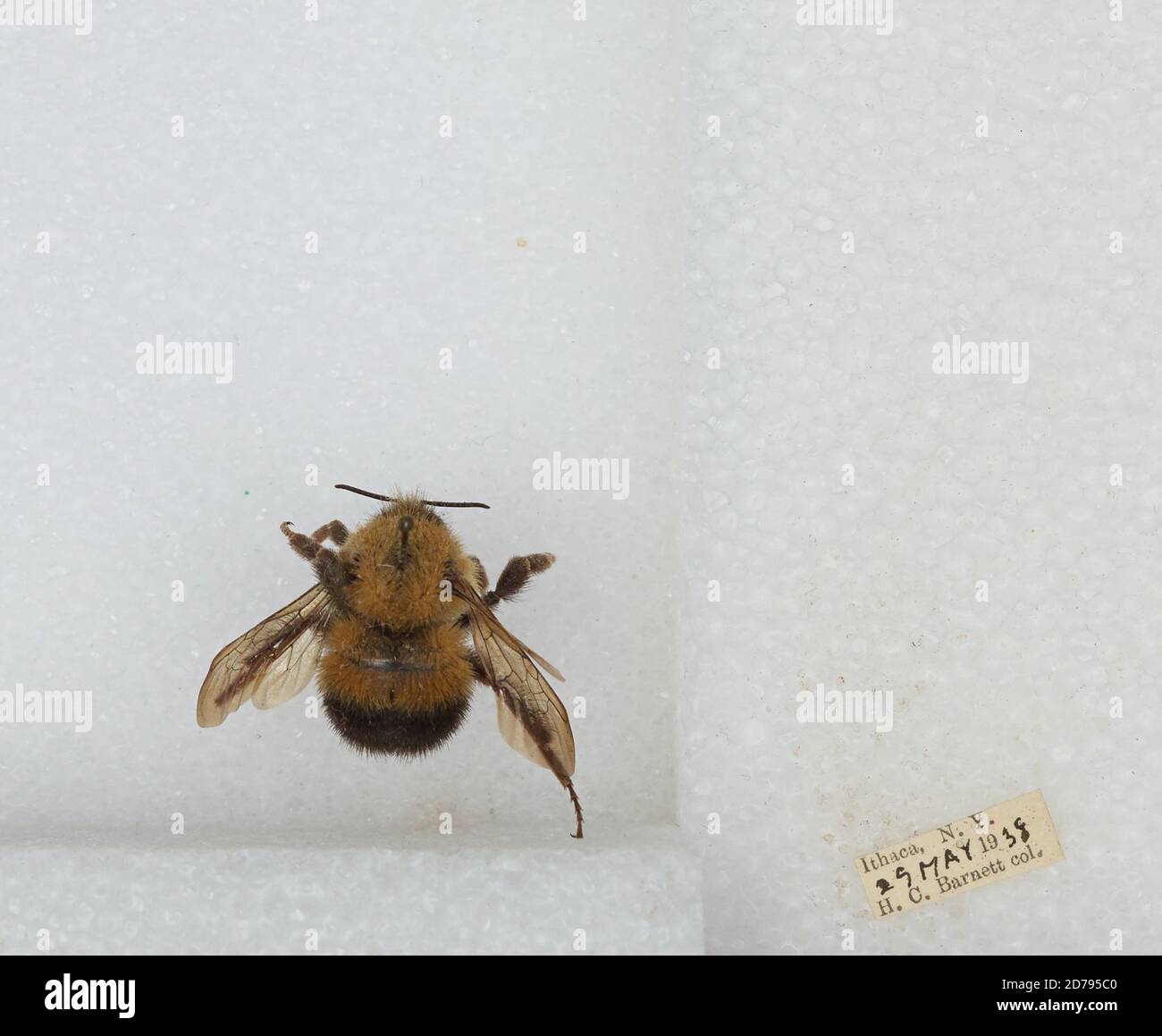Ithaca, Tompkins, New York, United States, Bombus sp., Animalia ...