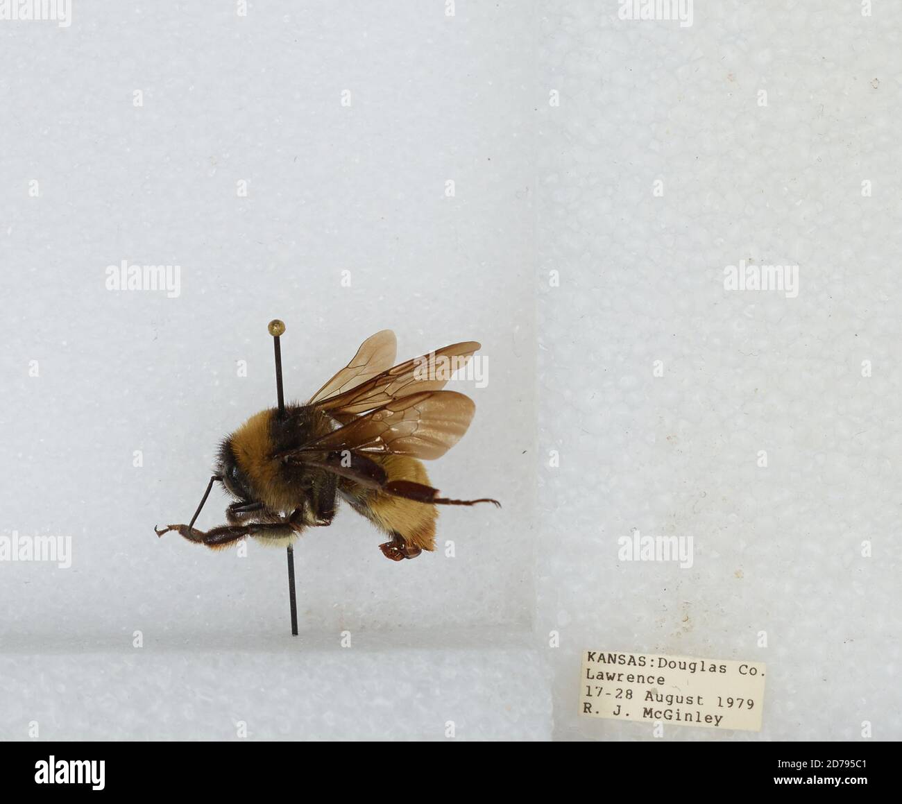 Lawrence, Douglas, Kansas, United States, Bombus sp., Animalia ...