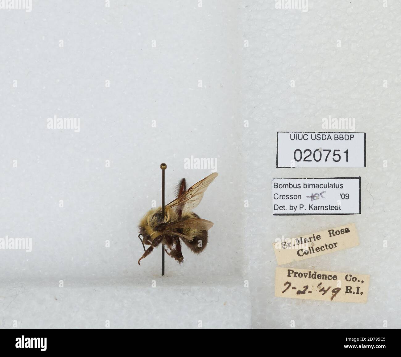 Providence, Rhode Island, United States, Bombus sp., Animalia ...