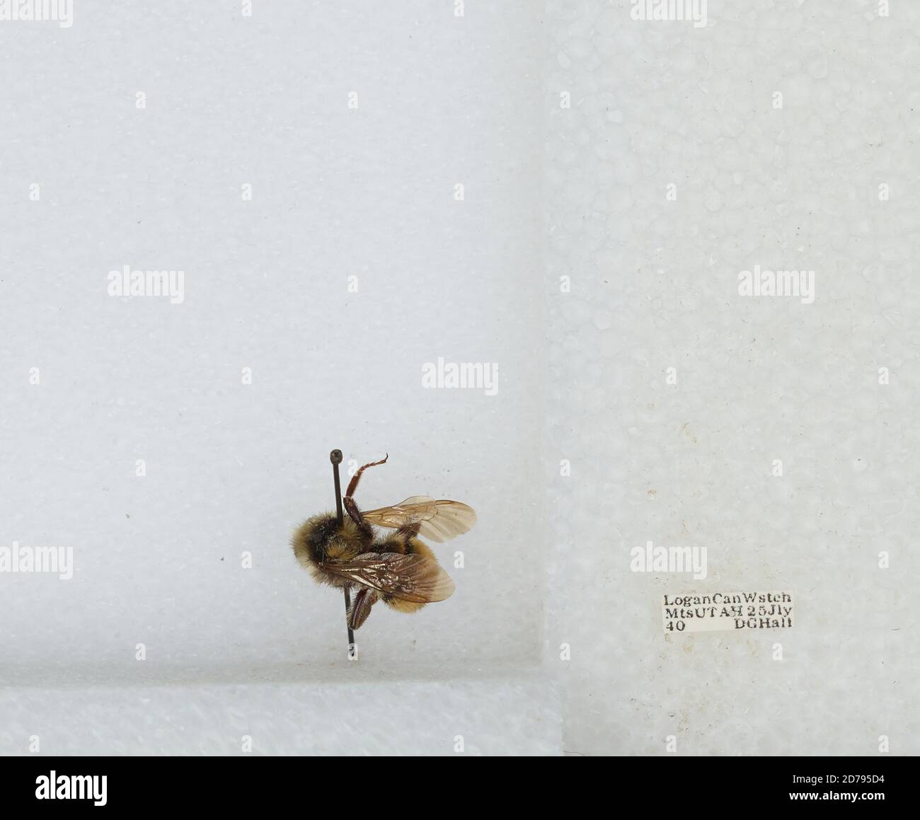 Wasatch Mountains, Logan Canyon, Cache, Utah, United States, Bombus sp ...