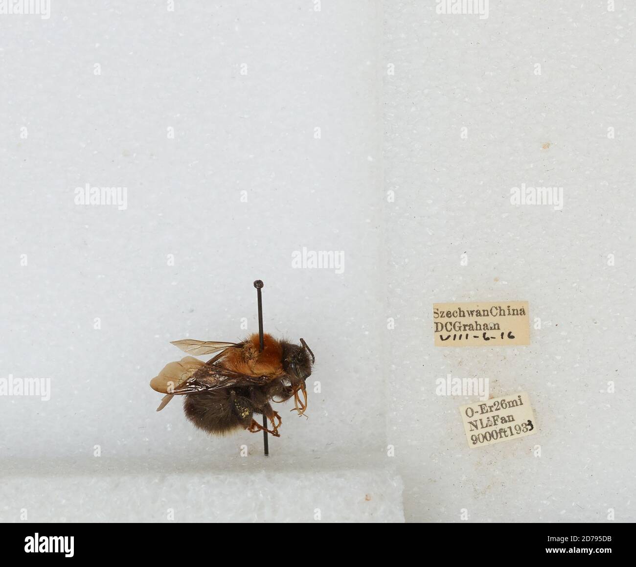 O-Er 26 mi N Li Fan, Sichuan, China, Bombus sp., Animalia, Arthropoda ...