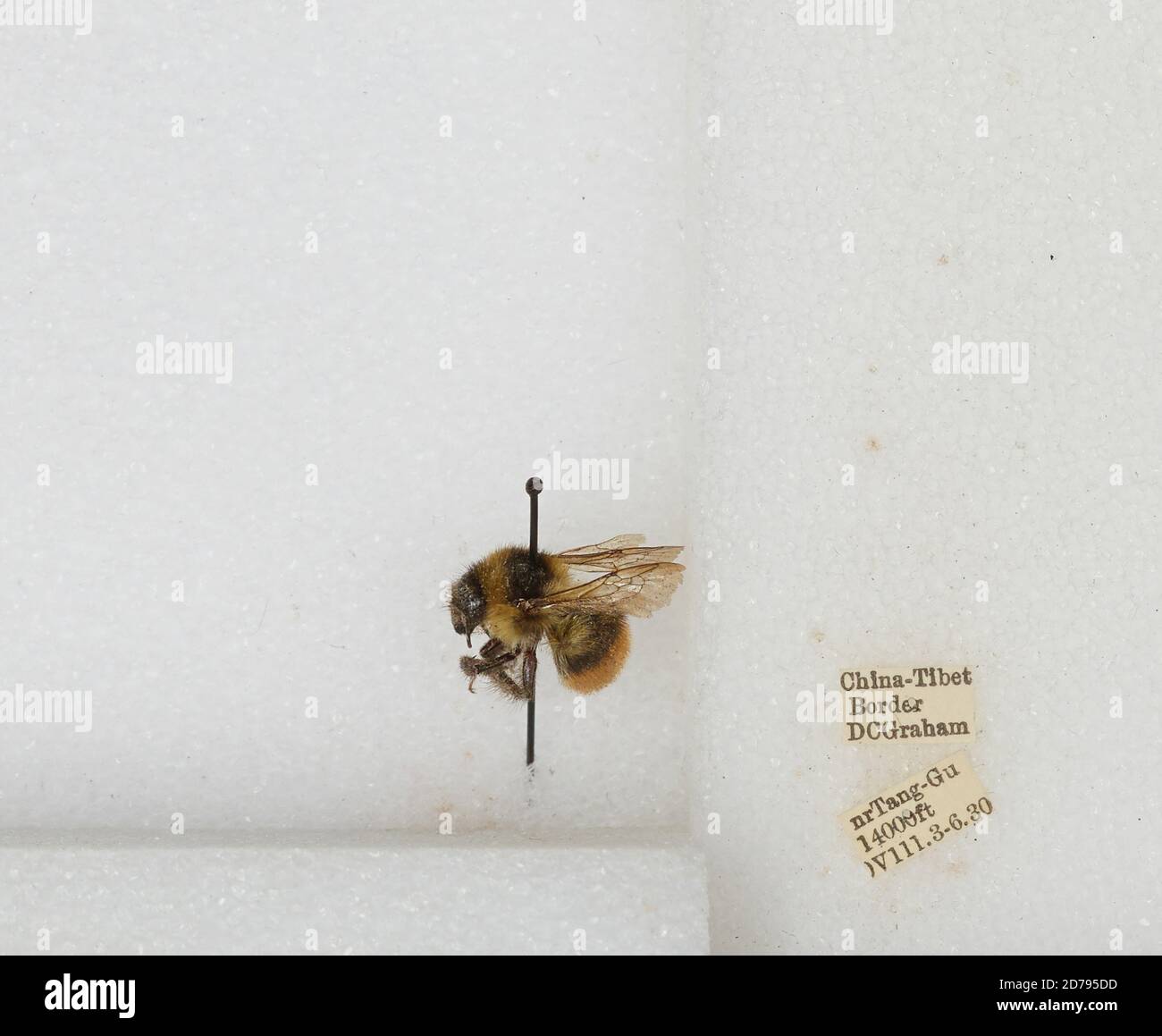 nr Tang-Gu, China Tibet border, China, Bombus sp., Animalia, Arthropoda ...