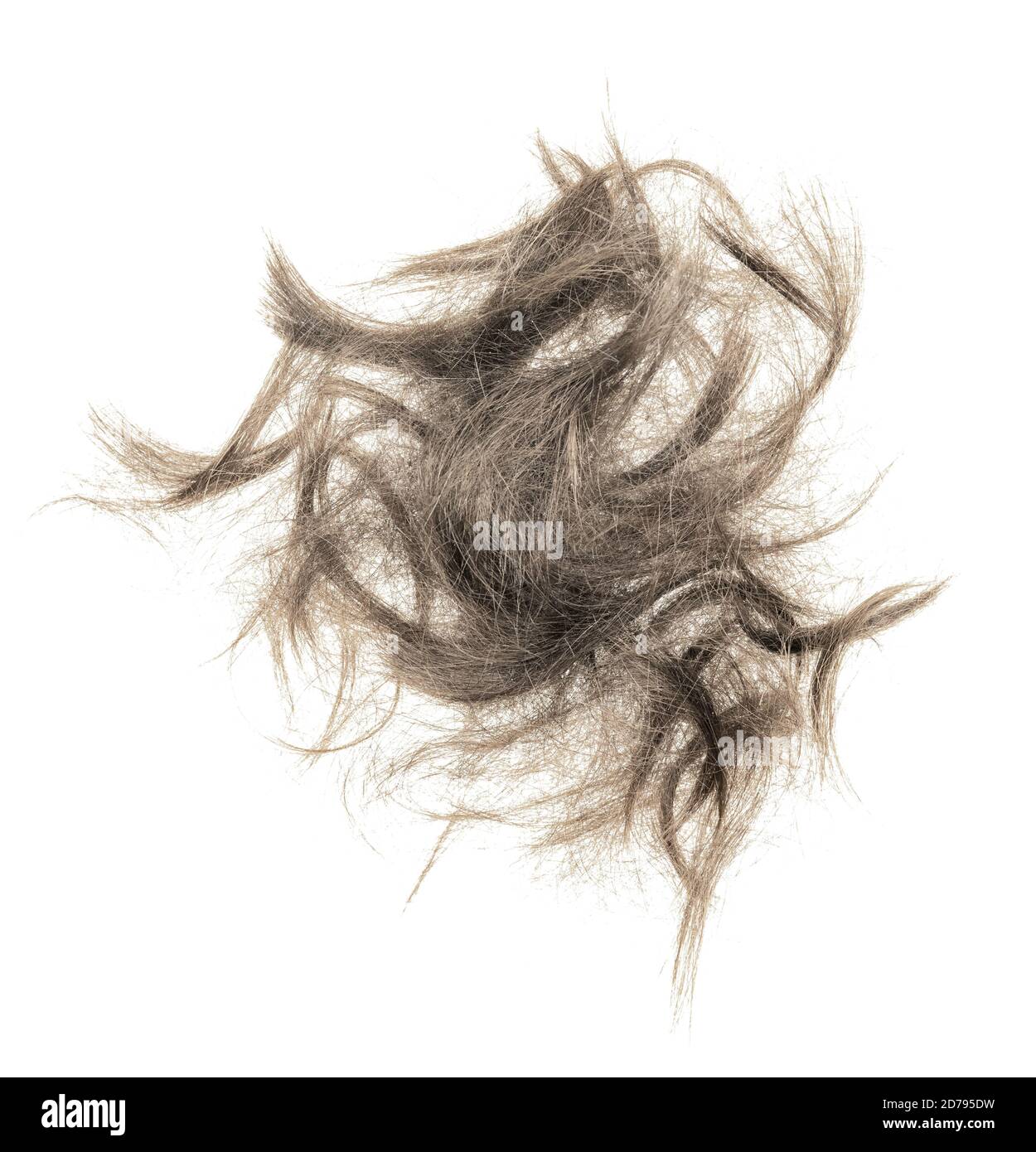 Hair bundle isolated on white background. tuft hair close-up Stock ...