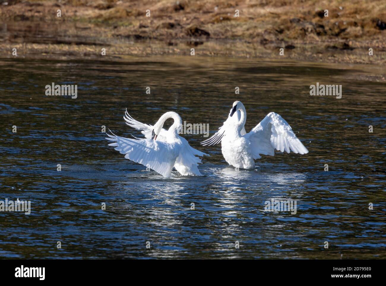Trumpeter Swans Adults Flapping Stock Photo - Alamy
