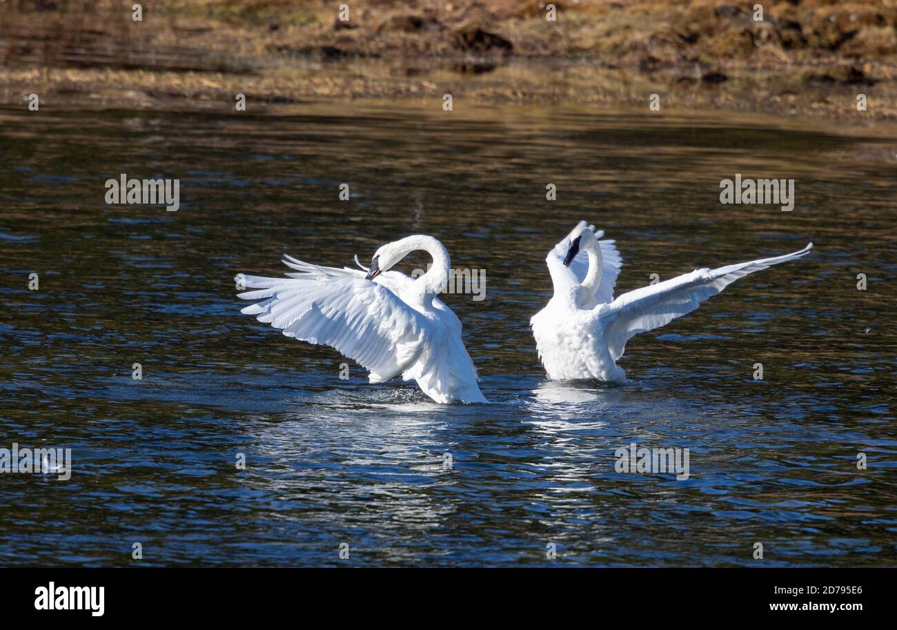 Trumpeter Swans Adults Flapping Stock Photo - Alamy