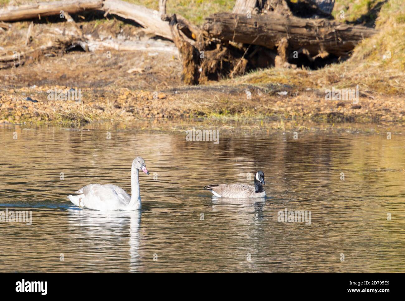 Juvenile trumpeter swans hi-res stock photography and images - Alamy