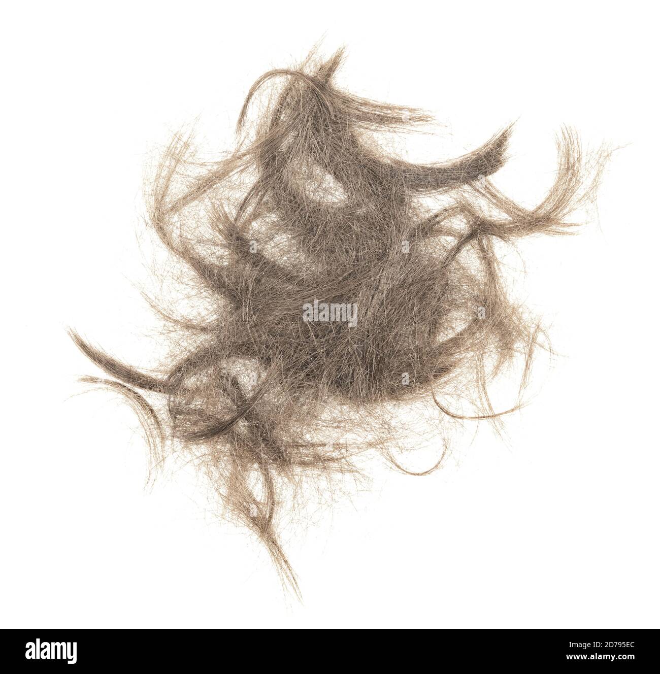 Hair bundle isolated on white background. tuft hair close-up Stock ...