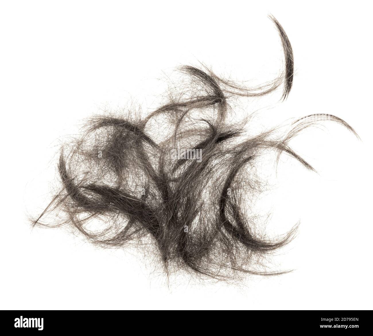 Hair bundle isolated on white background. tuft hair close-up Stock ...