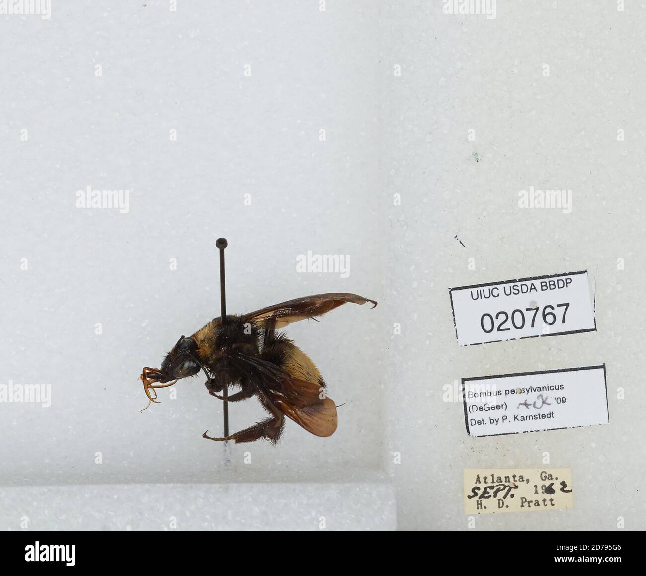 Atlanta, Fulton, Georgia, United States, Bombus sp., Animalia ...