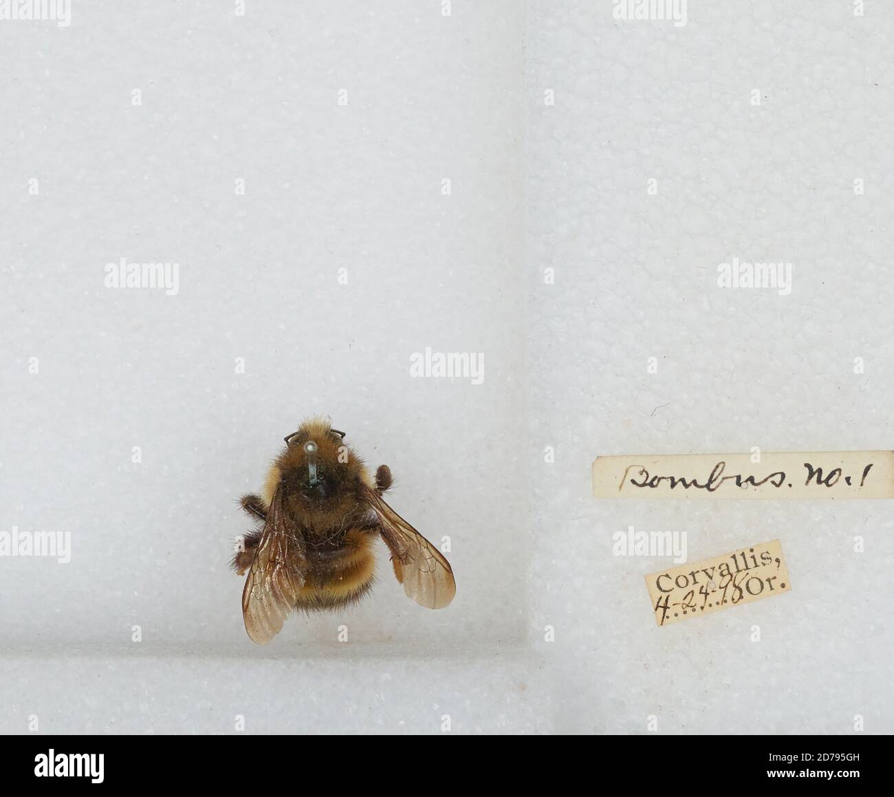 Corvallis, Benton, Oregon, United States, Bombus sp., Animalia ...