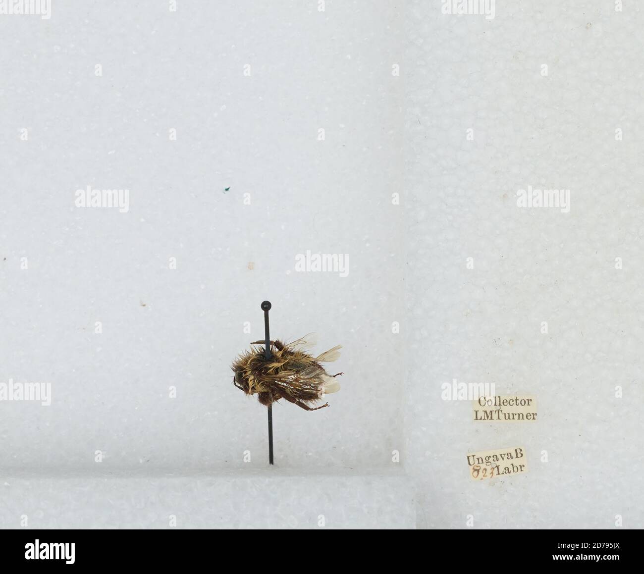 Ungava Bay, Newfoundland and Labrador, Canada, Bombus sp., Animalia ...