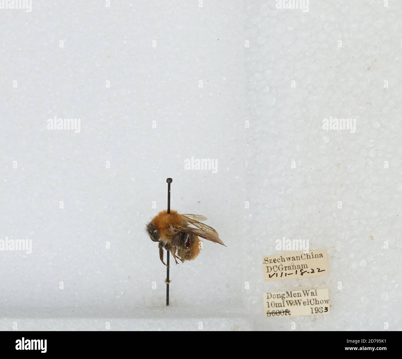 Dong Men Wai 10 mi W Wei Chow, Sichuan, China, Bombus sp., Animalia ...