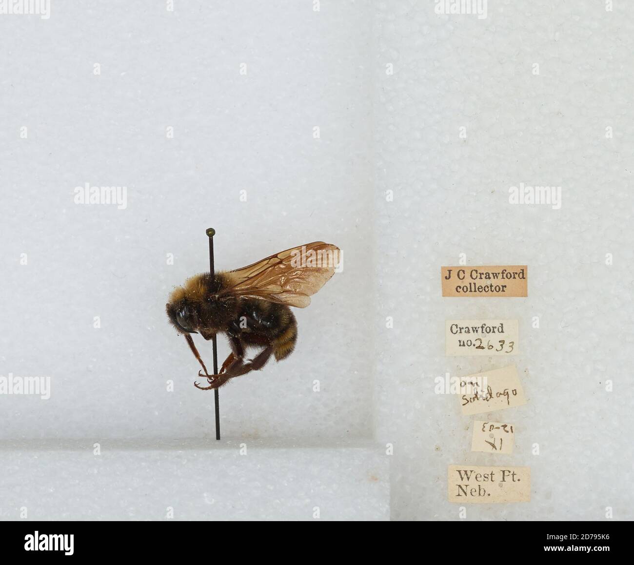 West Point, Cuming, Nebraska, United States, Bombus (Psithyrus ...