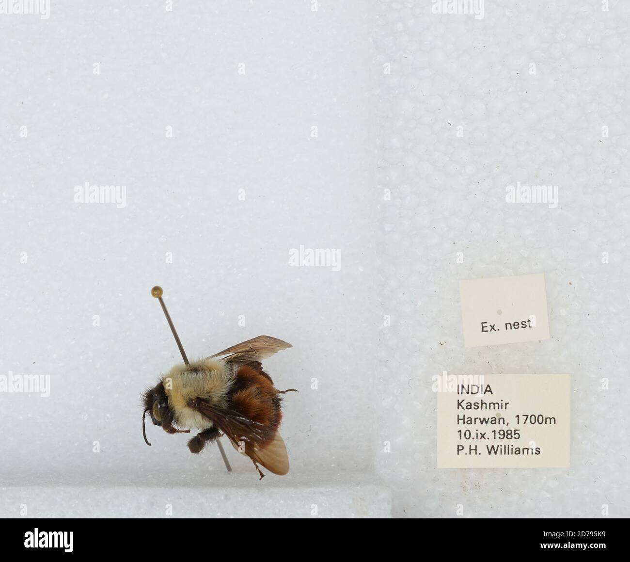 Harwan, Kashmir, India, Bombus sp., Animalia, Arthropoda, Insecta ...