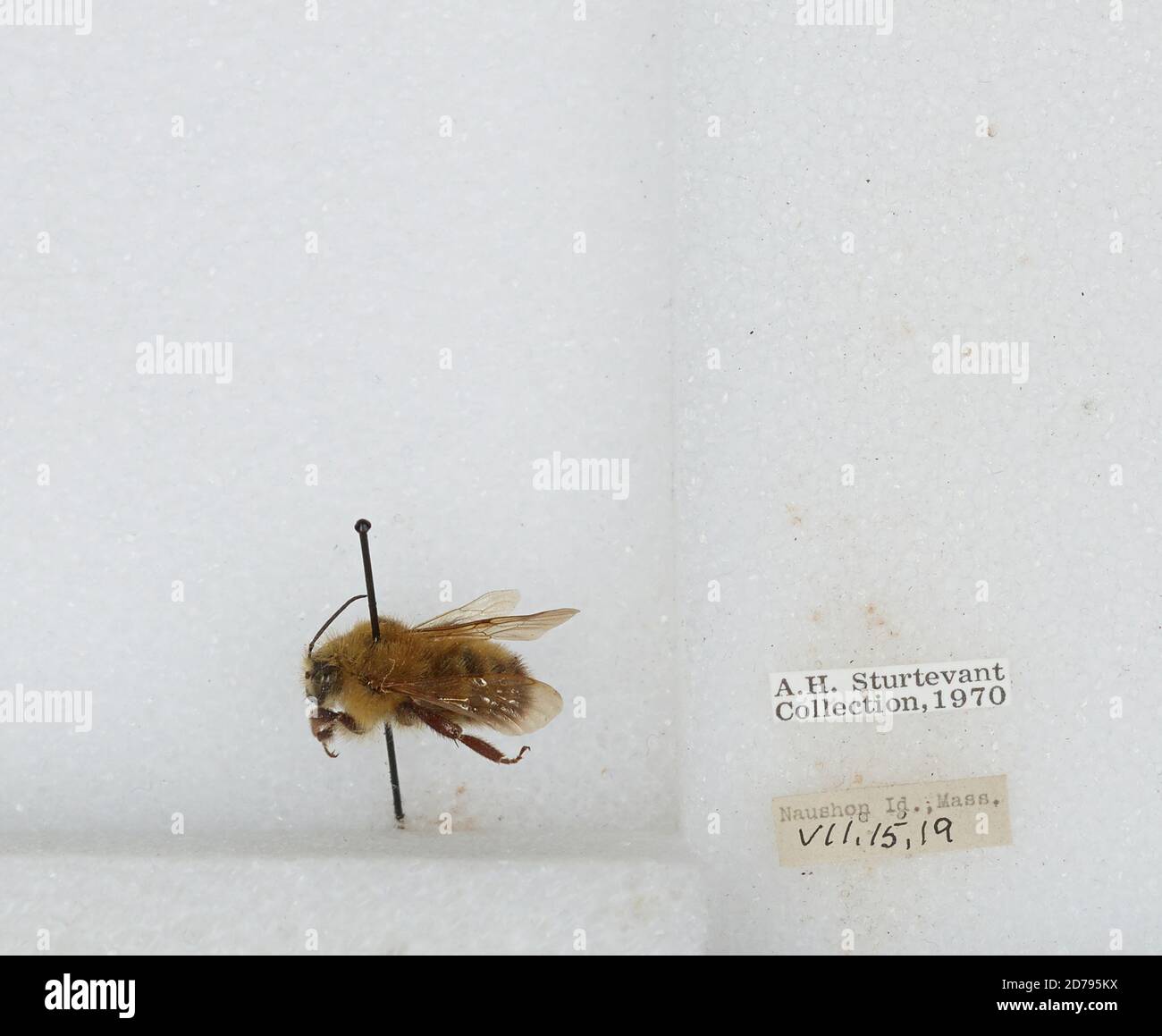 Naushon island hi-res stock photography and images - Alamy