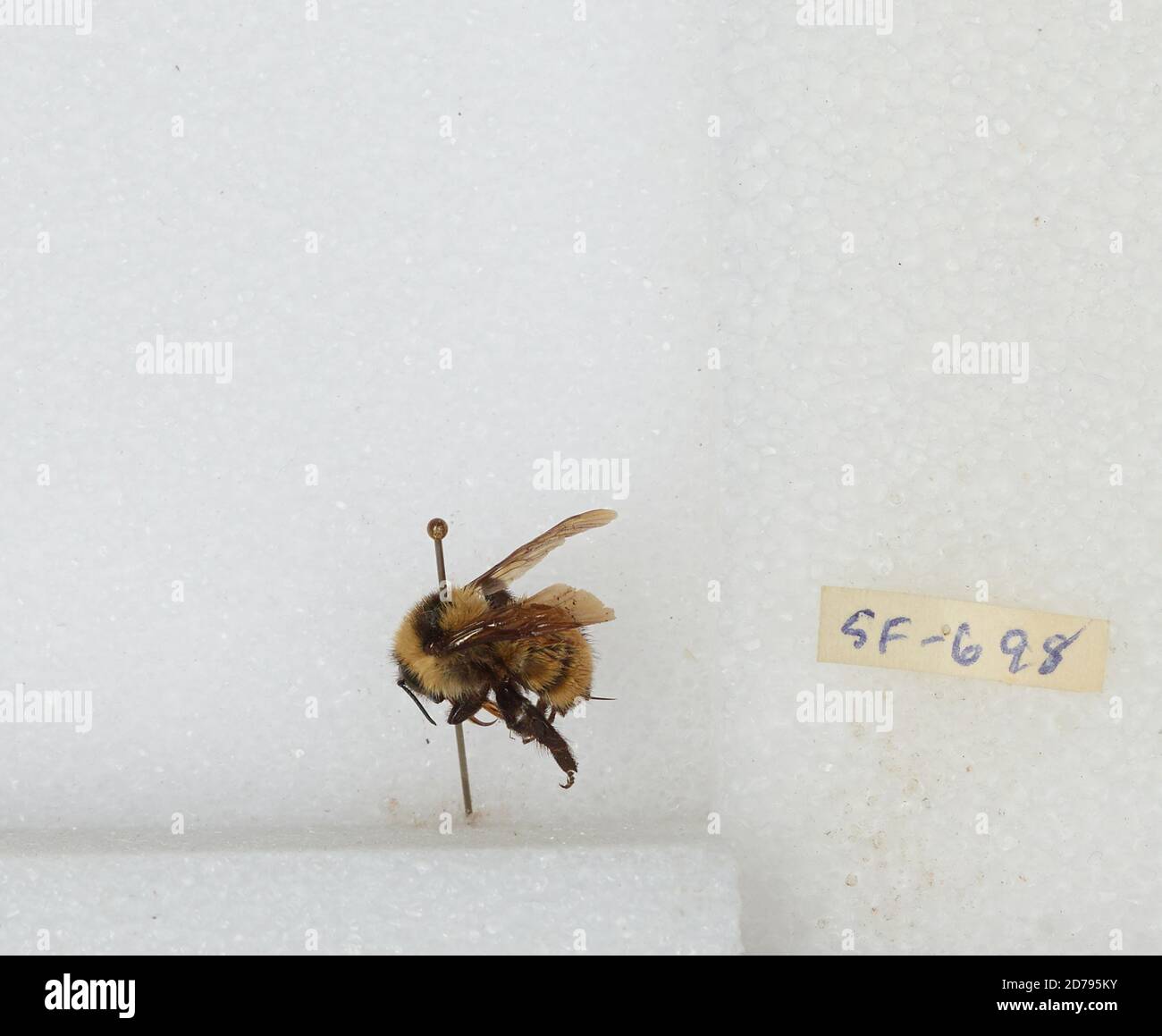 Bombus sp., Animalia, Arthropoda, Insecta, Hymenoptera, Apidae, Apinae ...