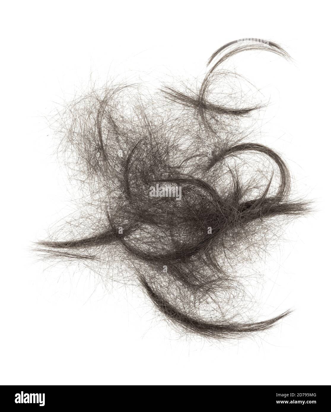 Hair bundle isolated on white background. tuft hair close-up Stock ...