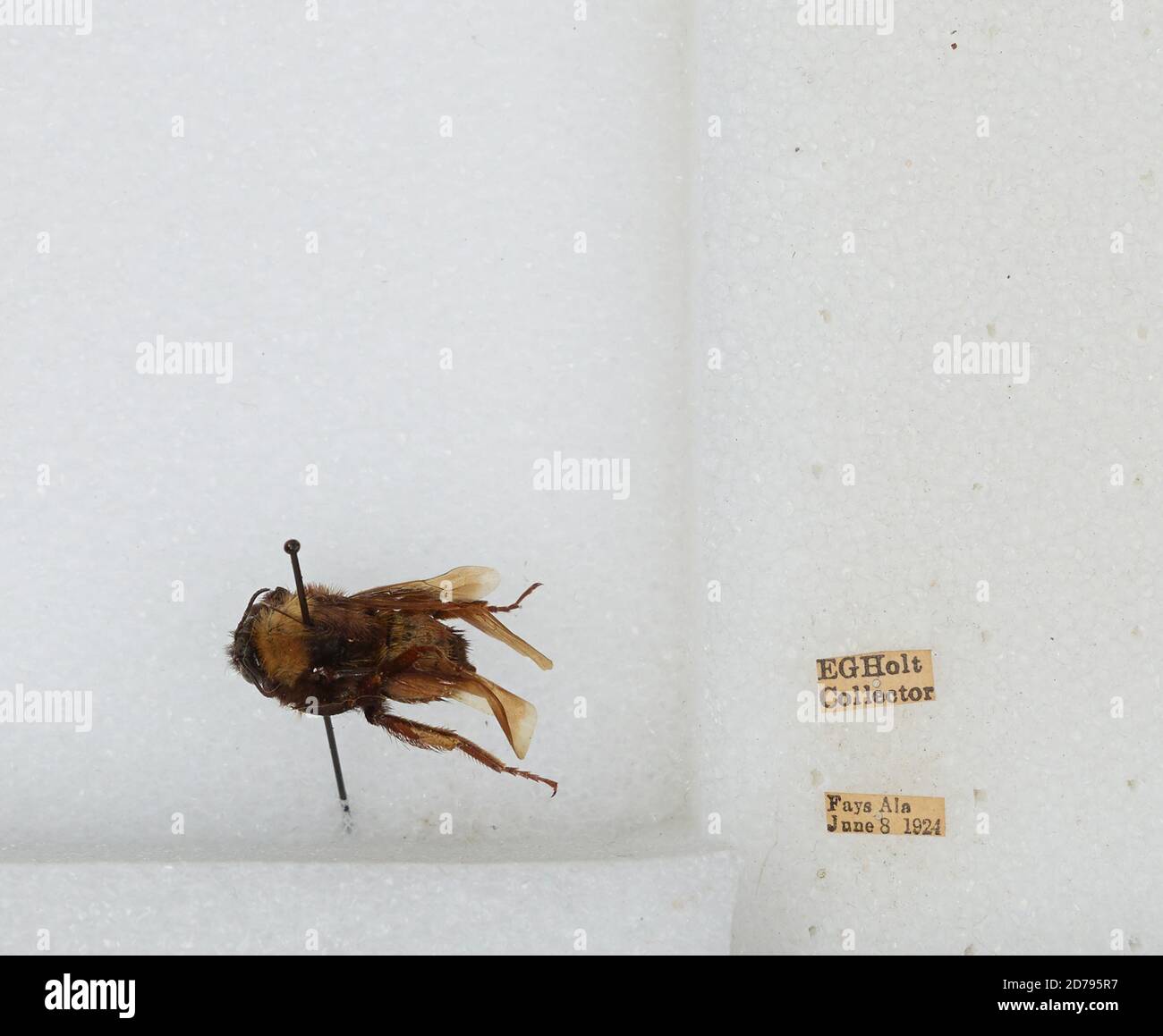 Fays, Elmore, Alabama, United States, Bombus sp., Animalia, Arthropoda ...