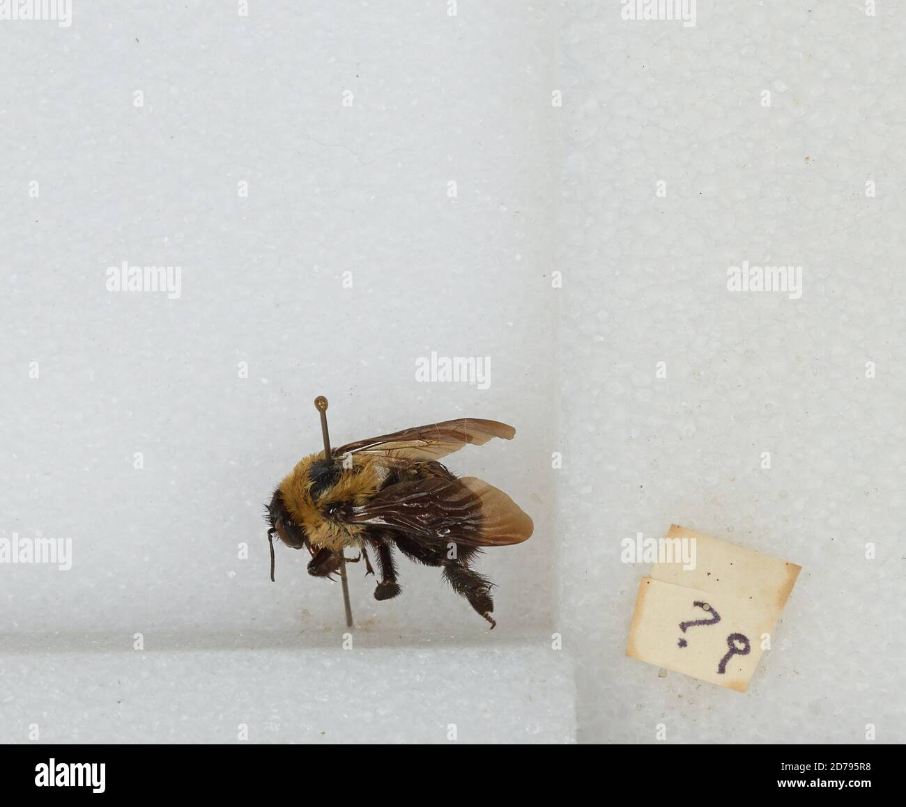 Bombus sp., Animalia, Arthropoda, Insecta, Hymenoptera, Apidae, Apinae Stock Photo - Alamy