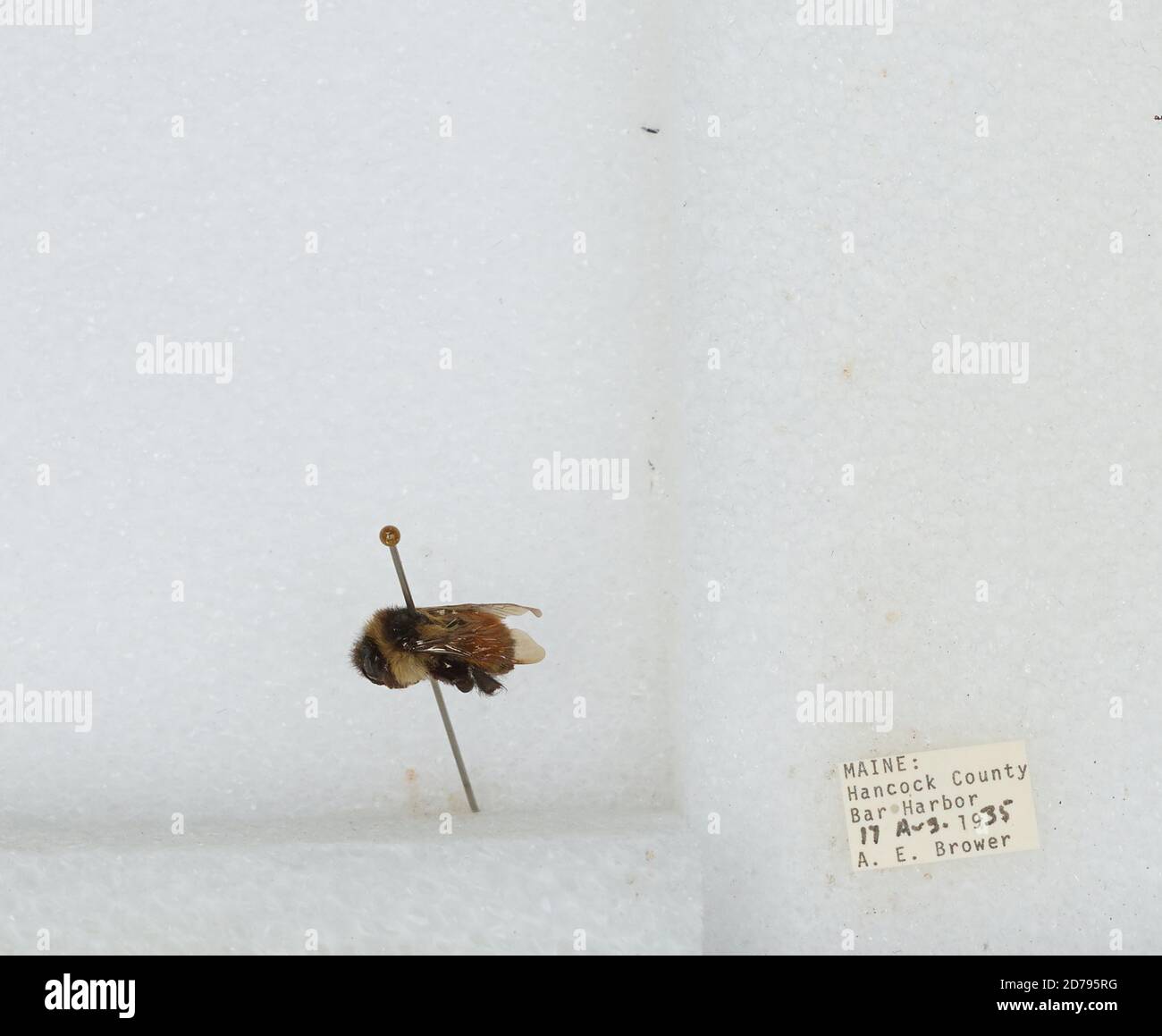 Bar Harbor, Hancock, Maine, United States, Bombus sp., Animalia ...