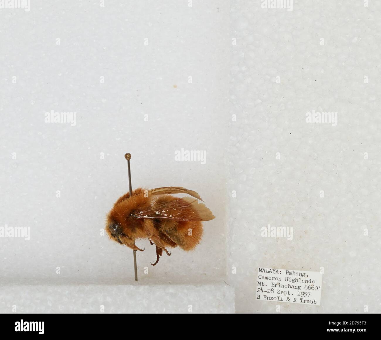 Cameron Highlands Mt. Brinchang, Pahang, Malaysia, Bombus sp., Animalia ...