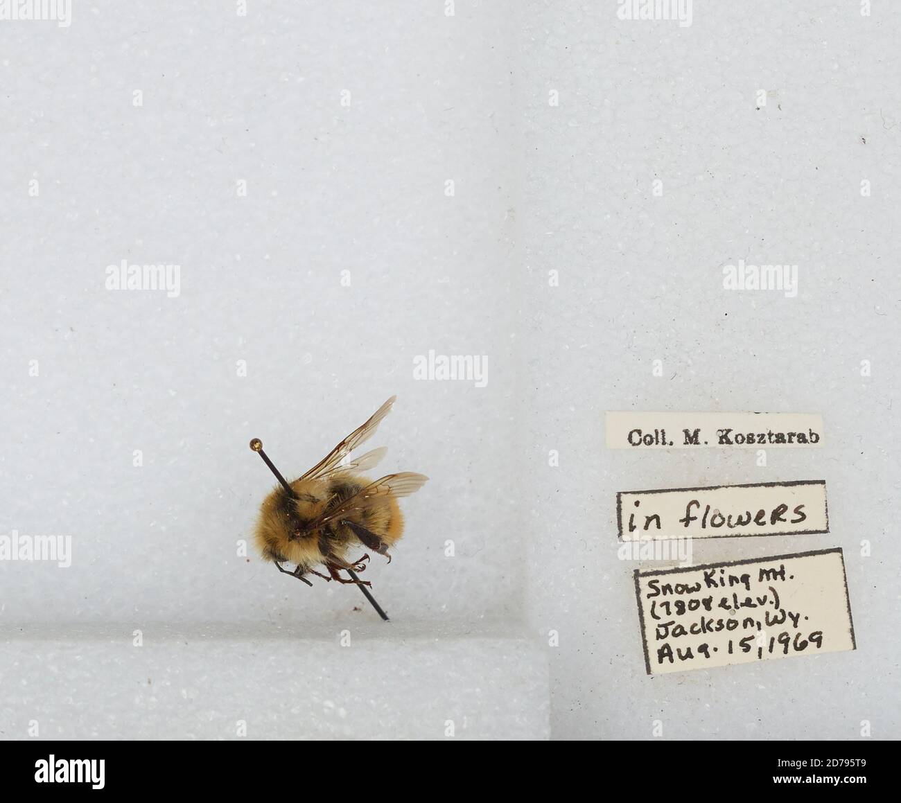 Snow King Mountain, Jackson, Teton, Wyoming, United States, Bombus sp ...