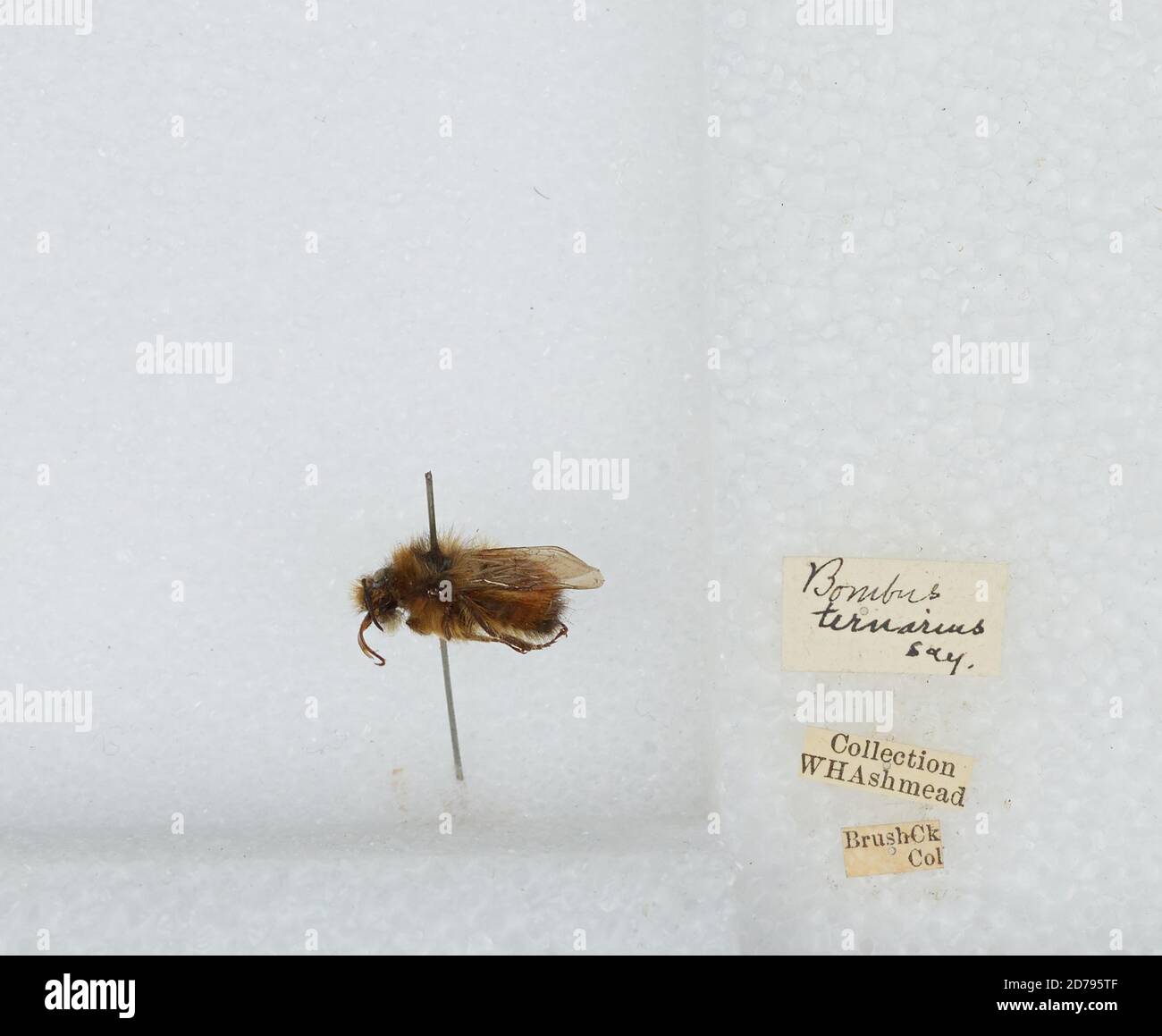 Brush Creek, Colorado, United States, Bombus sp., Animalia, Arthropoda ...