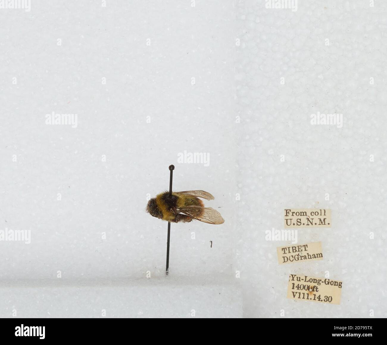 Yu-Long-Gong, Tibet Autonomous Region, China, Bombus sp., Animalia ...