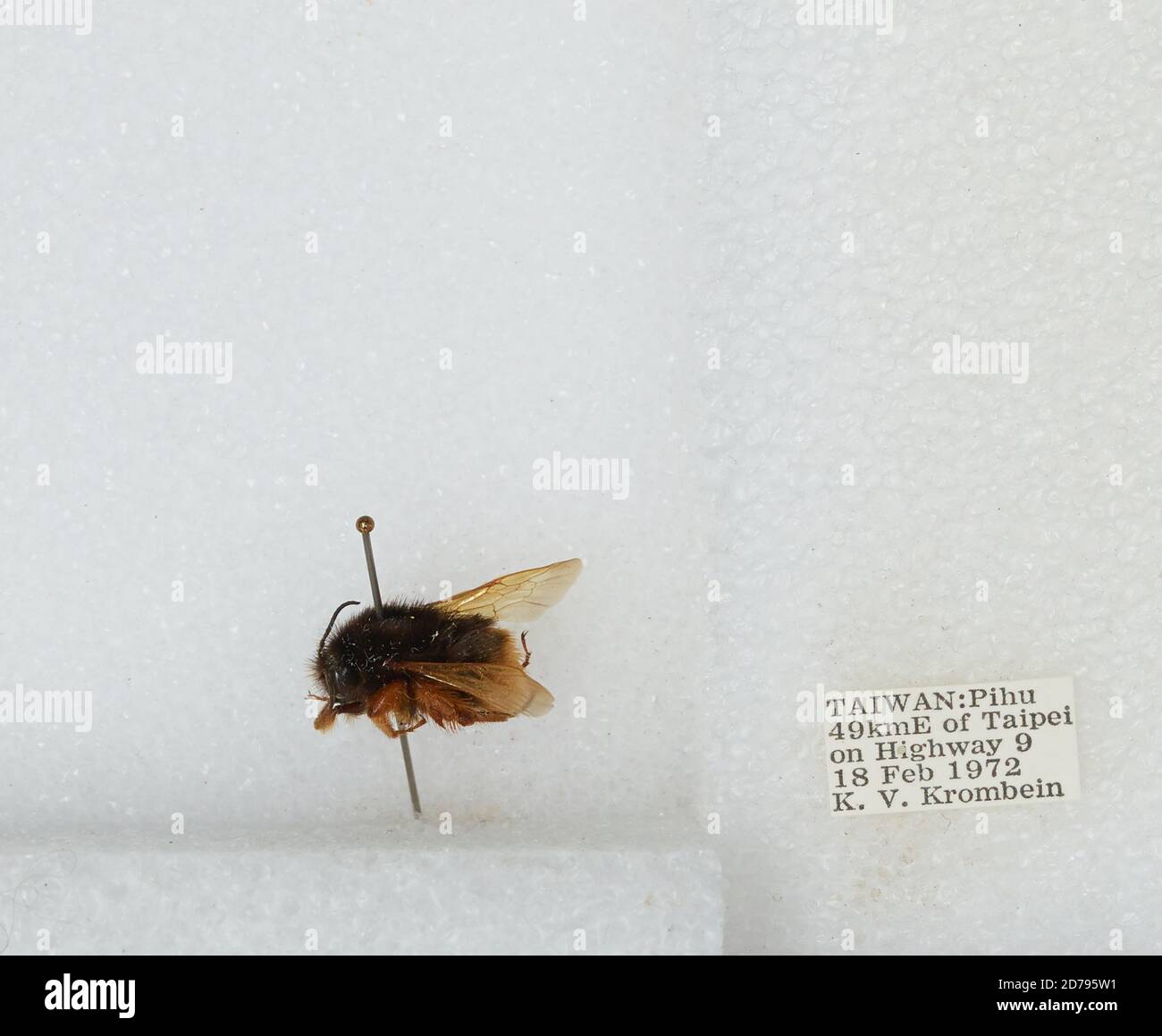 Pihu 49 km E of Taipei on Highway 9, Taipei, Taiwan, Bombus sp ...