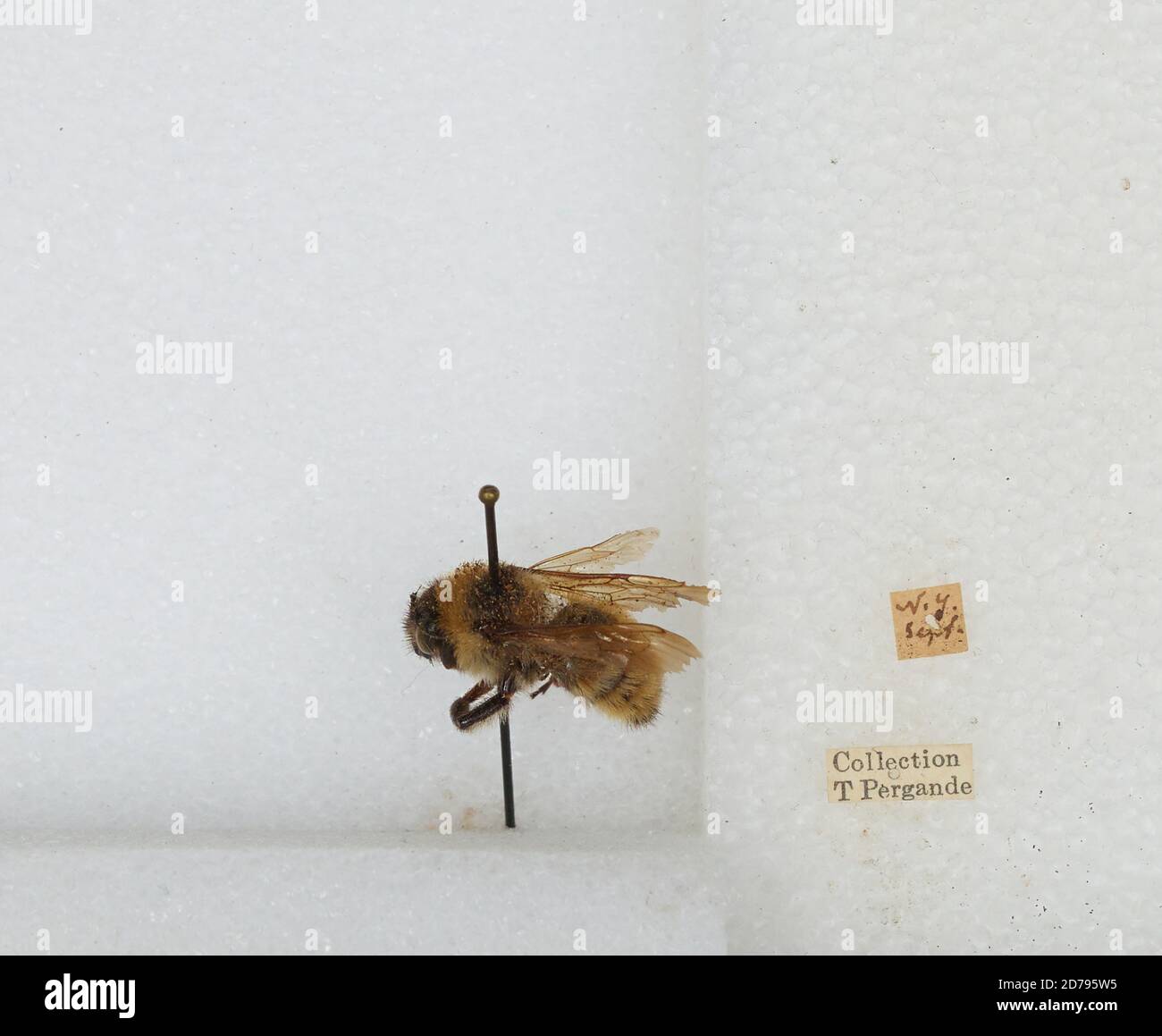 New York, United States, Bombus sp., Animalia, Arthropoda, Insecta ...