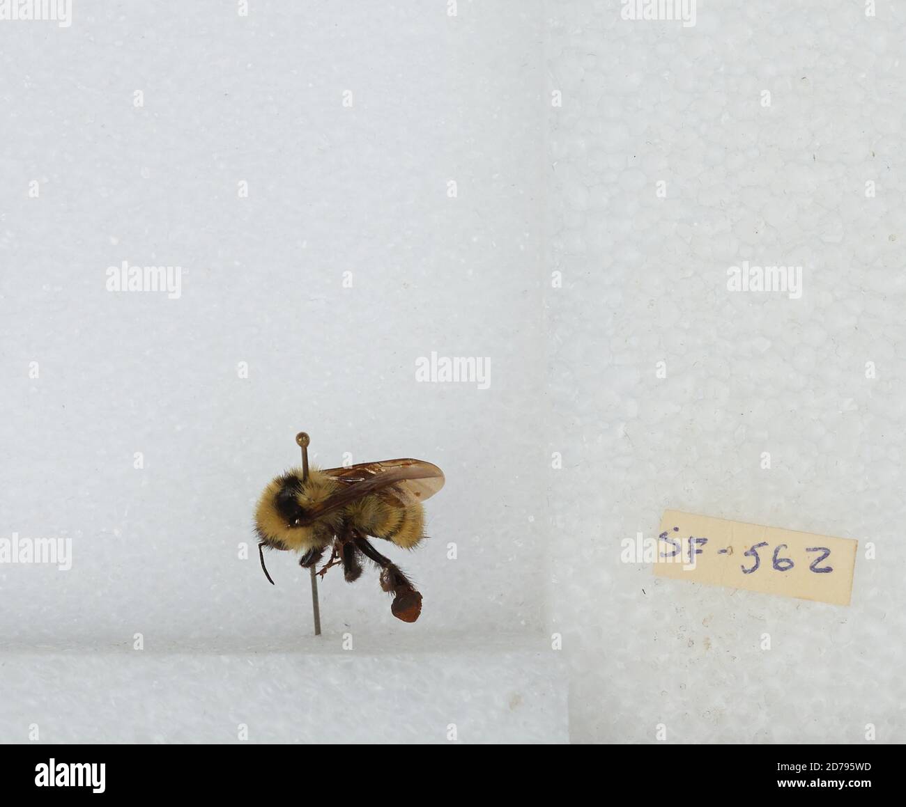 Bombus sp., Animalia, Arthropoda, Insecta, Hymenoptera, Apidae, Apinae ...