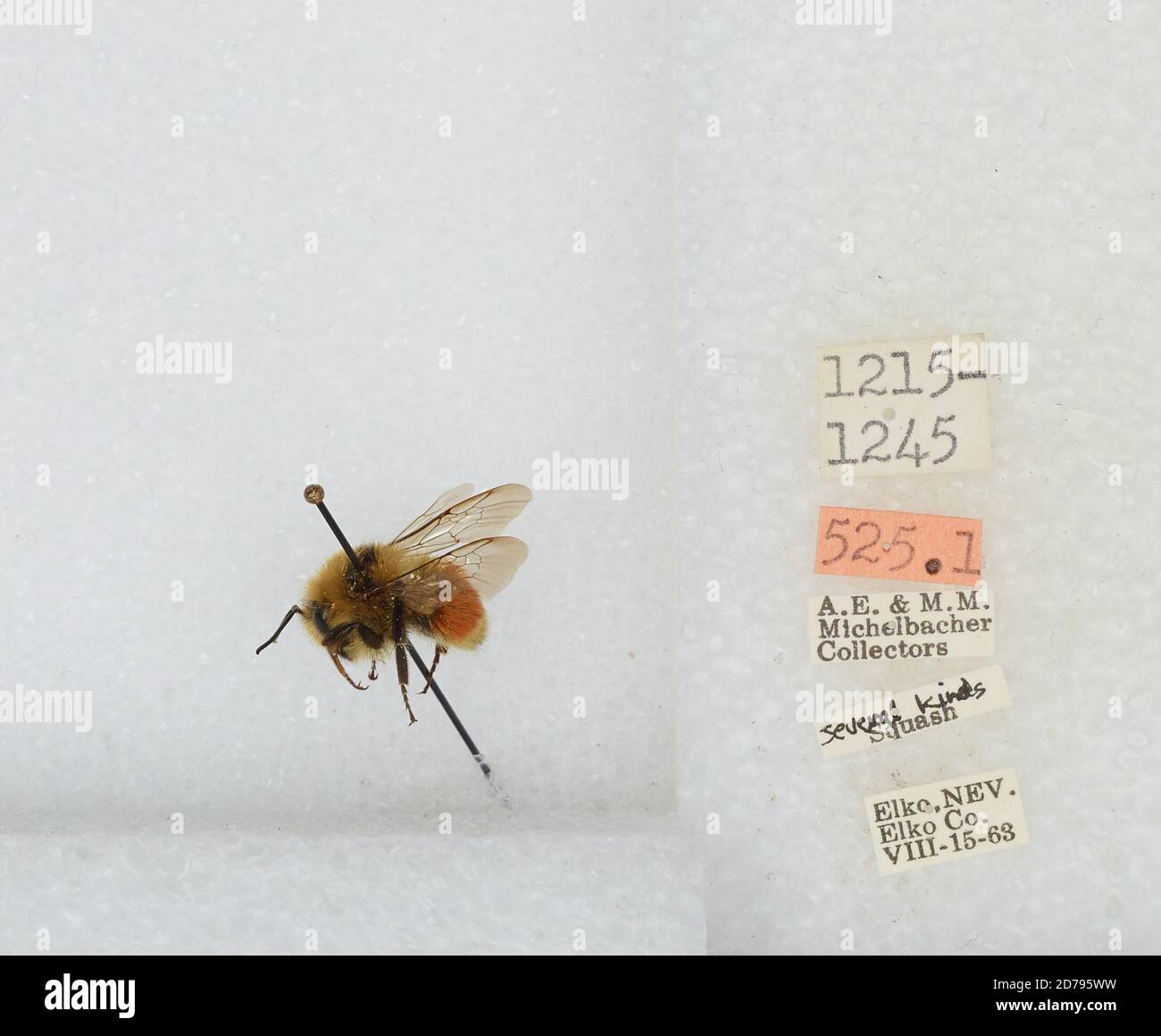 Elko, Nevada, United States, Bombus sp., Animalia, Arthropoda, Insecta ...