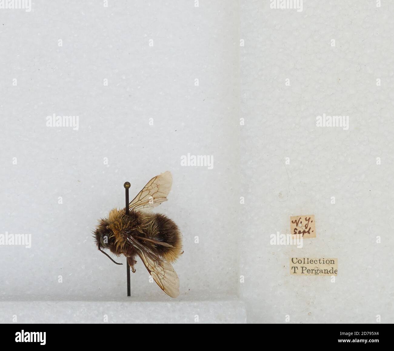 New York, United States, Bombus sp., Animalia, Arthropoda, Insecta ...