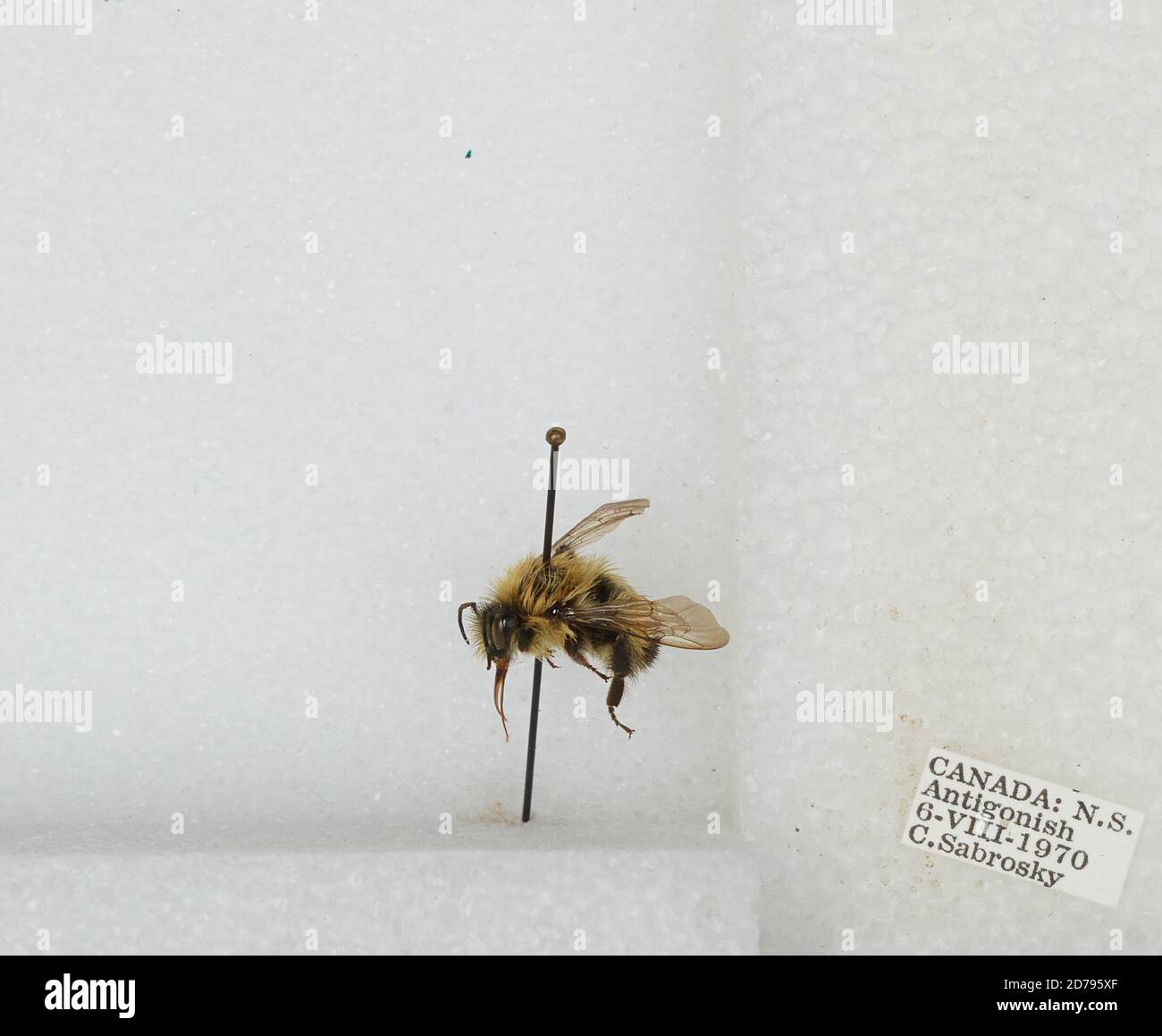 Antigonish, Nova Scotia, Canada, Bombus sp., Animalia, Arthropoda ...