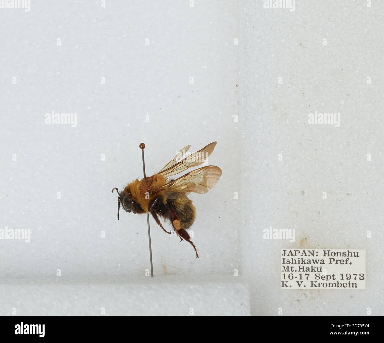 Mt. Haku, Honshu, Ishikawa, Japan, Bombus sp., Animalia, Arthropoda ...