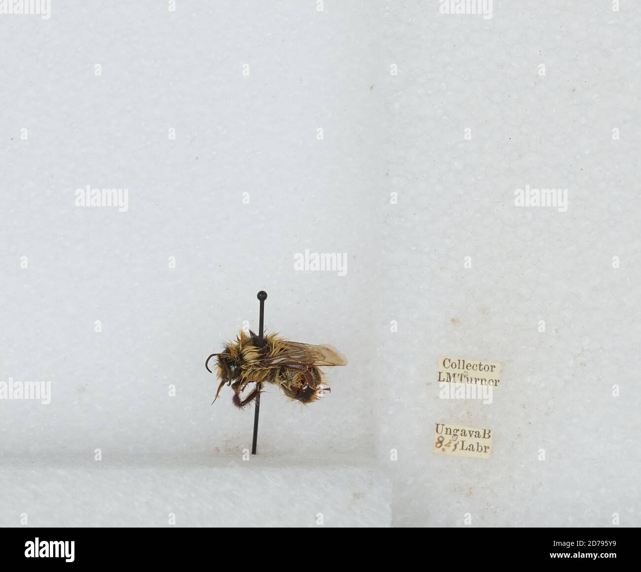 Ungava Bay, Newfoundland and Labrador, Canada, Bombus sp., Animalia ...