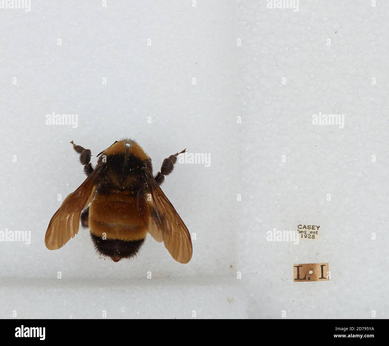 Bombus sp., Animalia, Arthropoda, Insecta, Hymenoptera, Apidae, Apinae ...