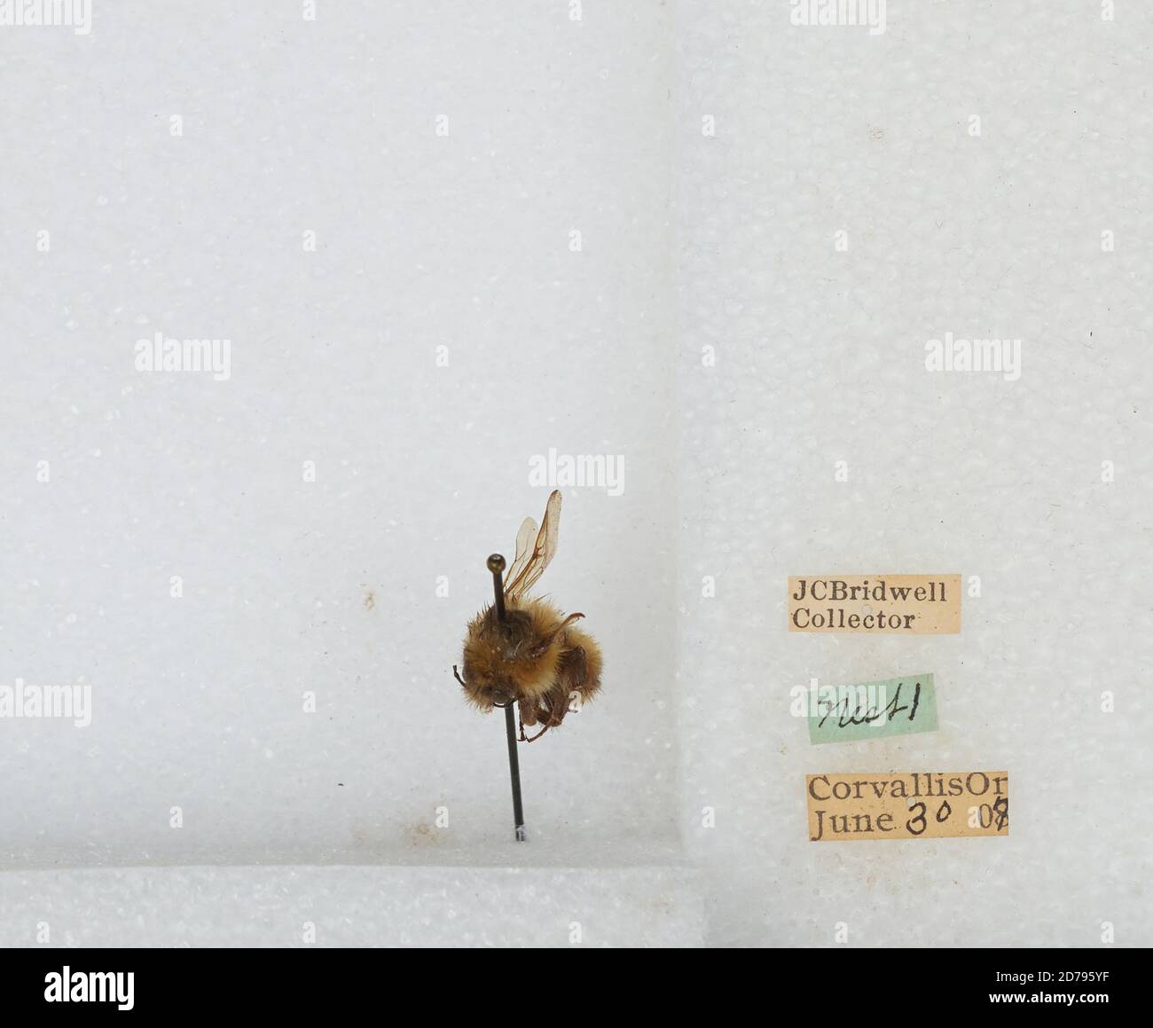 Corvallis, Benton, Oregon, United States, Bombus sp., Animalia ...