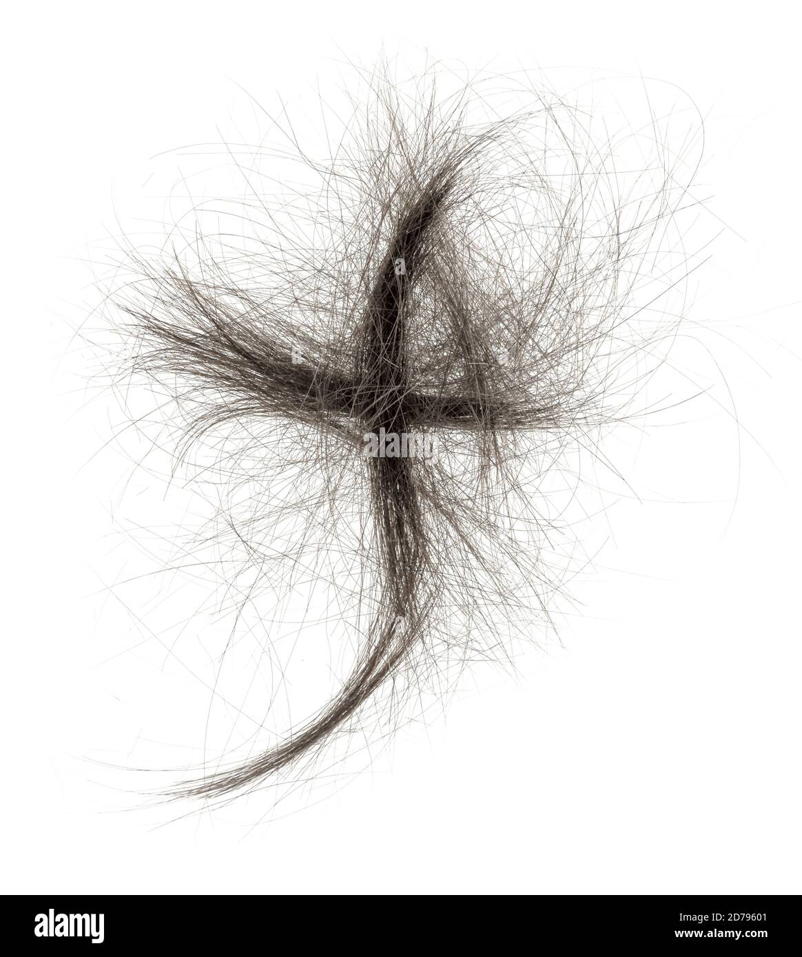 Hair bundle isolated on white background. tuft hair close-up Stock ...