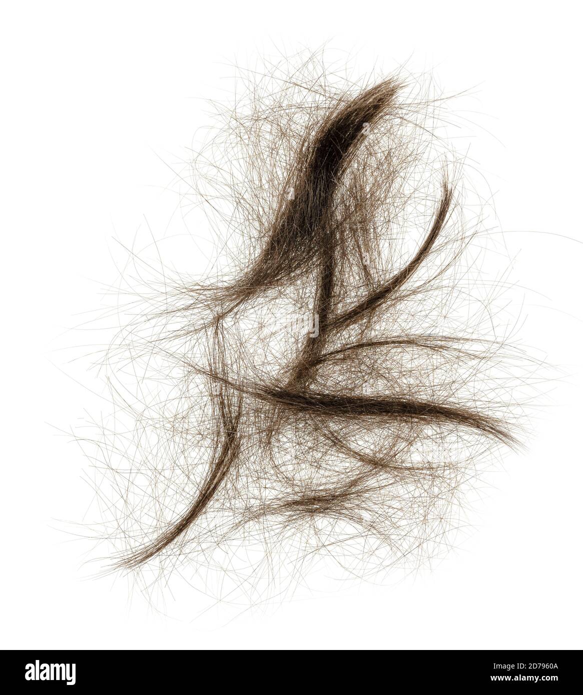 Hair bundle isolated on white background. tuft hair close-up Stock ...