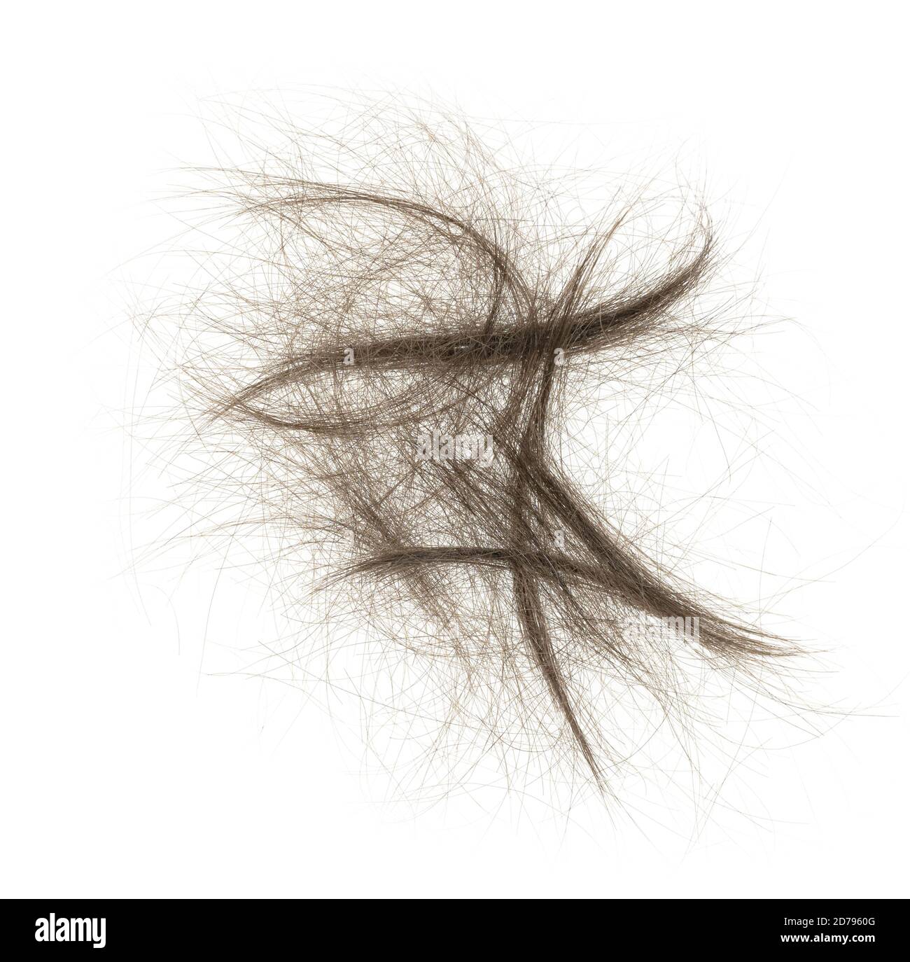 Hair bundle isolated on white background. tuft hair close-up Stock ...