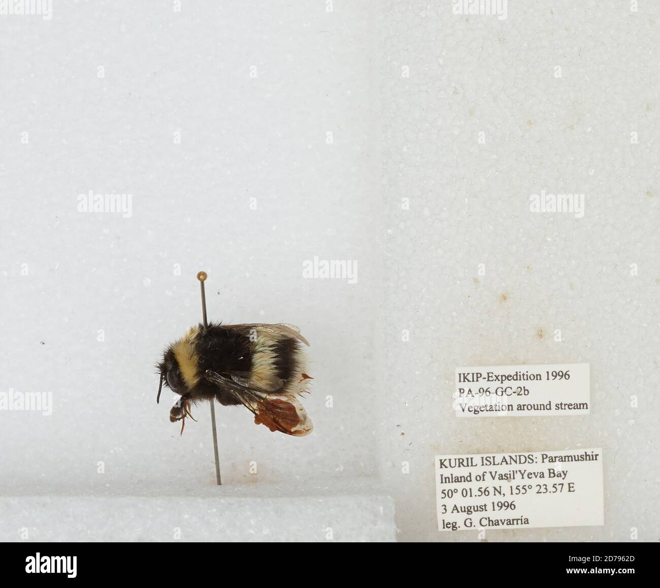 Paramushir Island, Inland of Vasil' Yeva Bay, Kuril Islands, Sakhalin ...