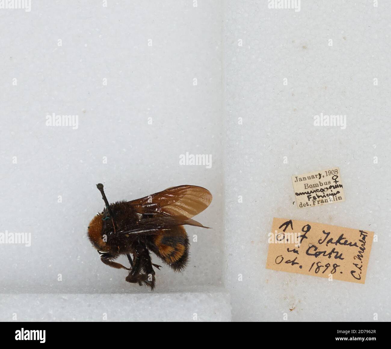 Bombus sp., Animalia, Arthropoda, Insecta, Hymenoptera, Apidae, Apinae ...