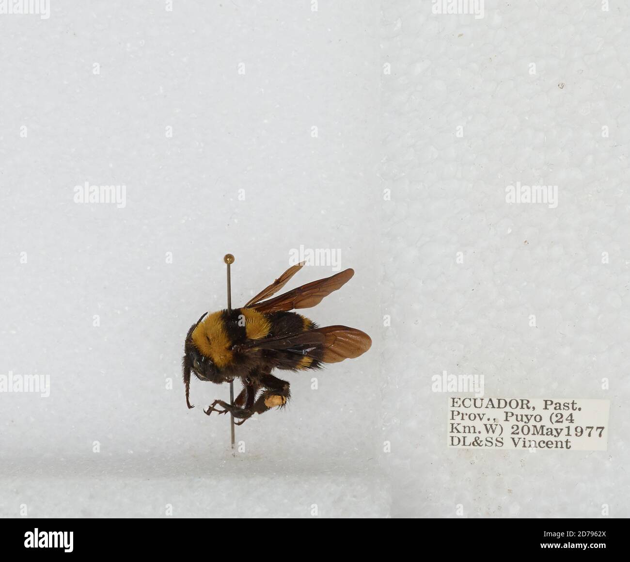 Puyo (24 Km. West), Pastaza, Ecuador, Bombus sp., Animalia, Arthropoda ...